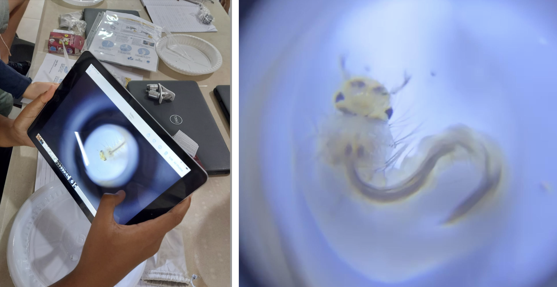 Grade 5 students contribute to Malaria research : American School of ...